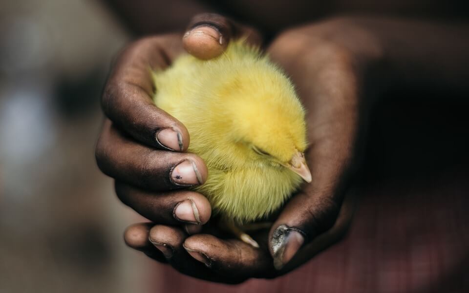 Therapy Chickens: Changing The World - RaiseVegan